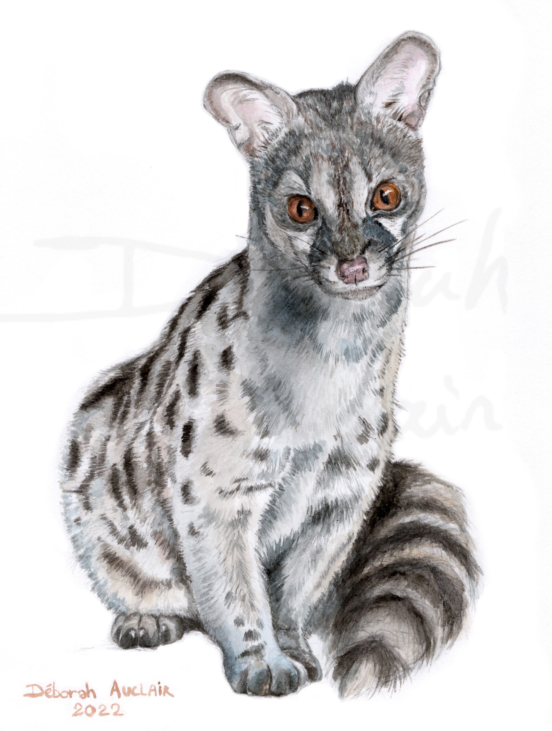 Accueil - Déborah AUCLAIR, illustratrice et naturaliste